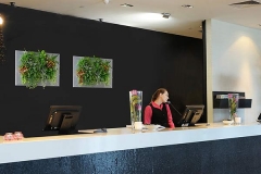 Suite Plants Live Picture Gallery